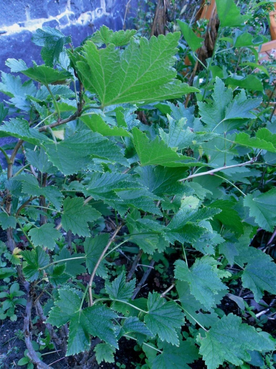 Mis mun sato? - Puutalobaby